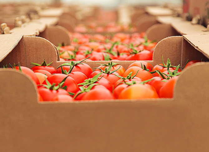 Frutas e Hortícolas - Fresh Freight